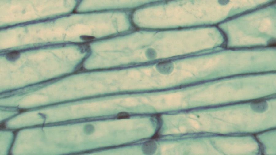 uScope Navigator-Color Correction Filter :: Microscopes Intl.