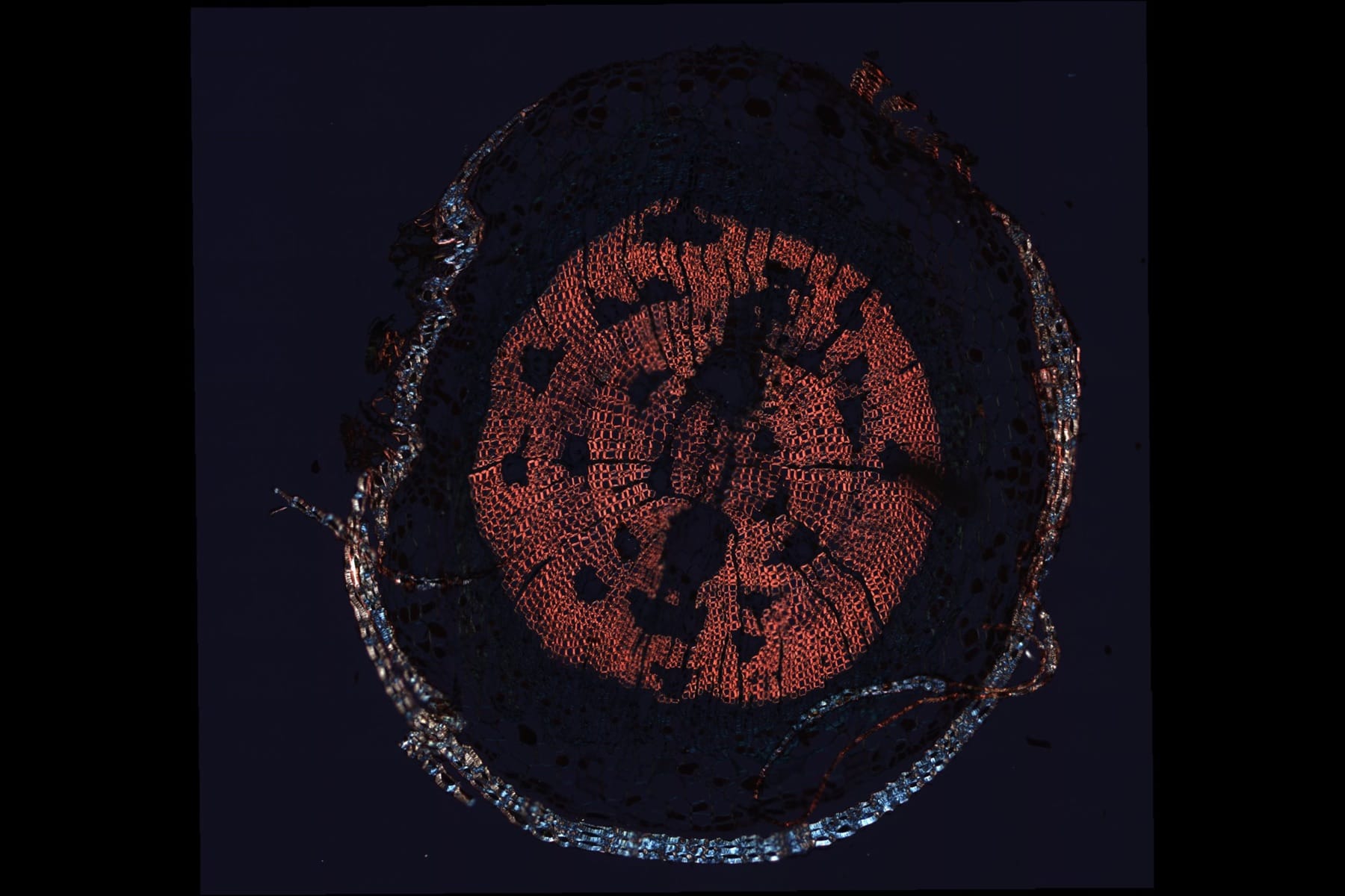Pine Stem (Birefringent) Whole Slide Image Viewer-uScope :: Microscopes ...