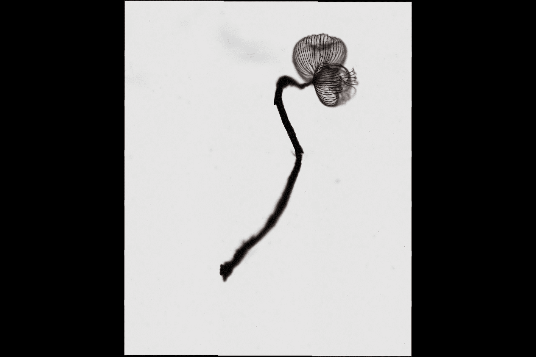 Dictydium Whole Slide Image Viewer-uScopeHXII 10x (0.30NA ...