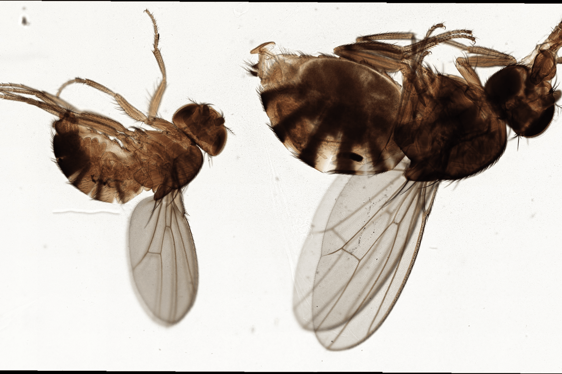 Fruit Fly Whole Slide Image Viewer-uScopeHXII 10x (0.30NA ...