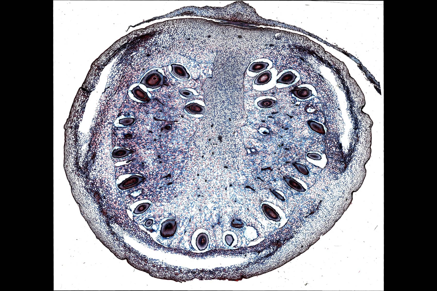 Potato Whole Slide Image Viewer-uScopeHXII 10x (0.30NA) :: Microscopes ...