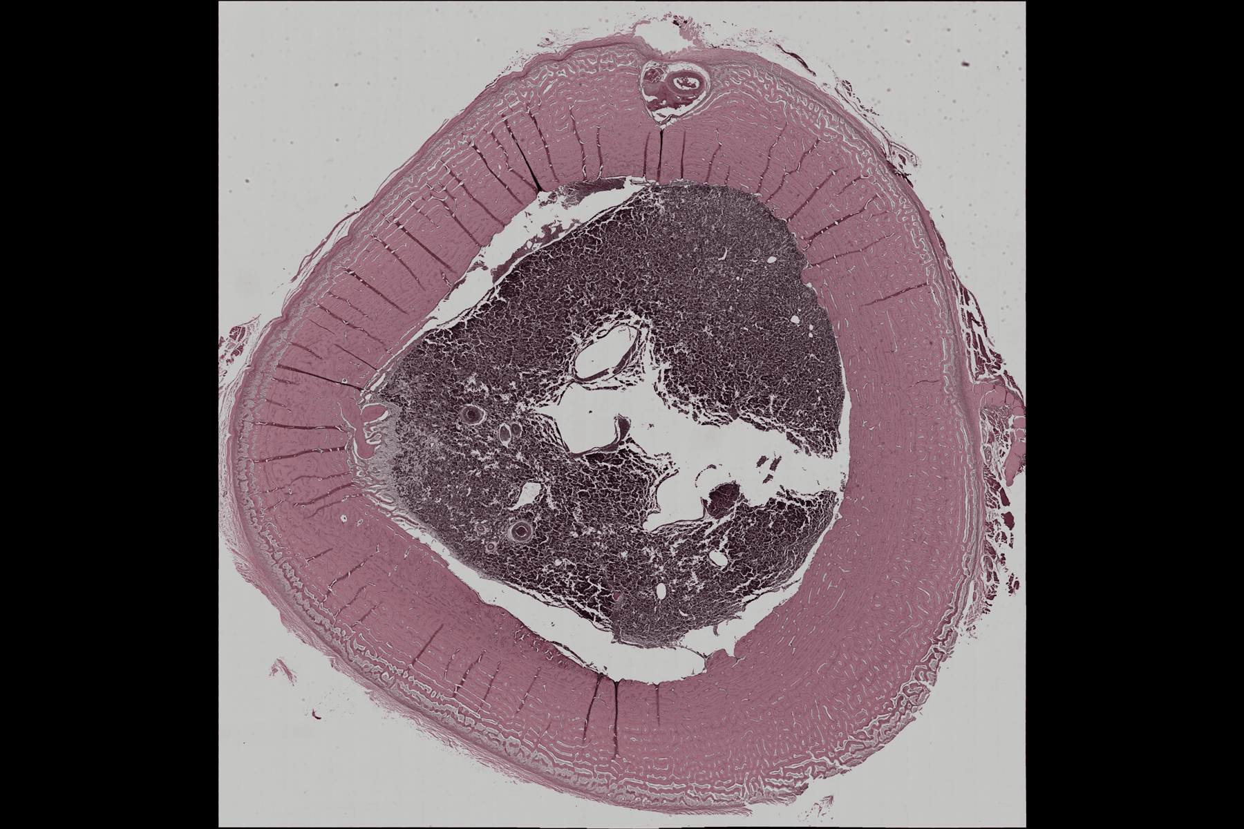 Mammal Bone Marrow Whole Slide Image Viewer-uScopeHXII 20x (0.65NA ...