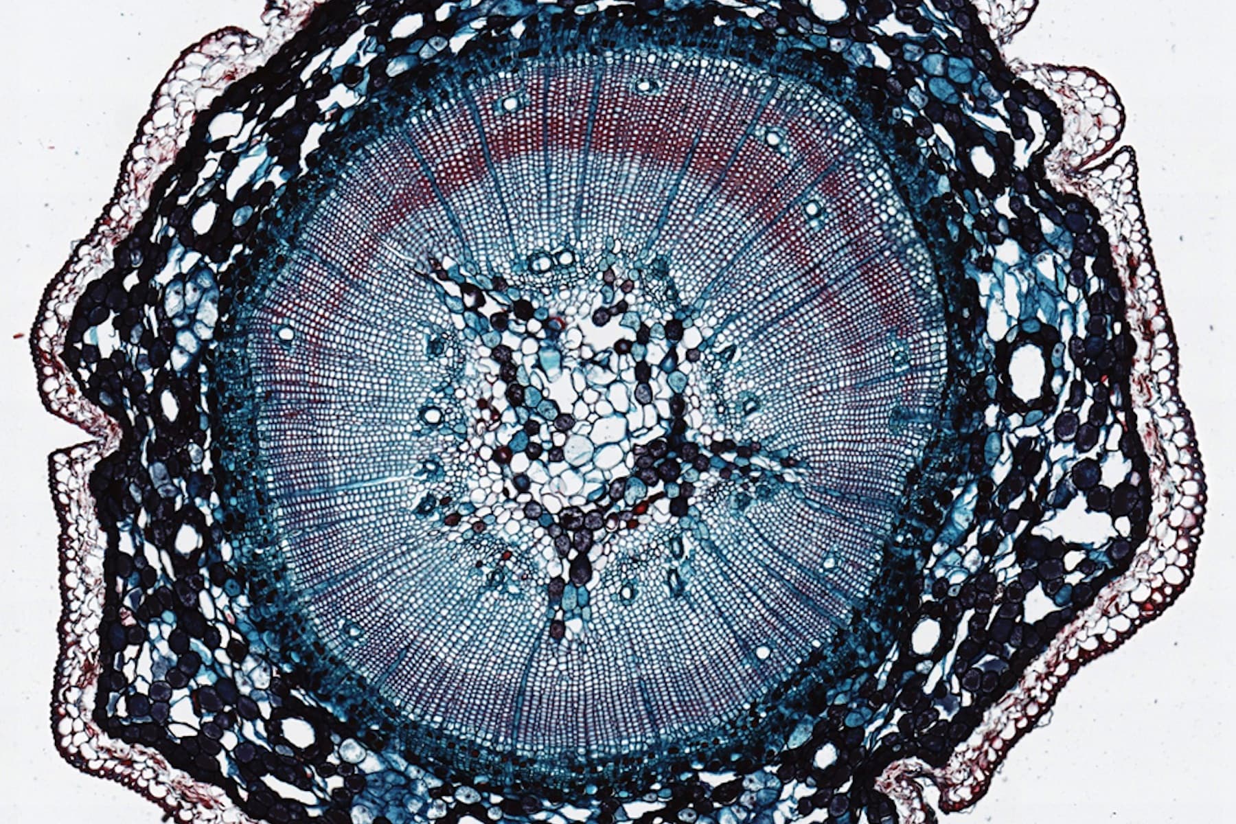 Pine Stem Whole Slide Image Viewer-uScopeHXII 20x (0.65NA ...