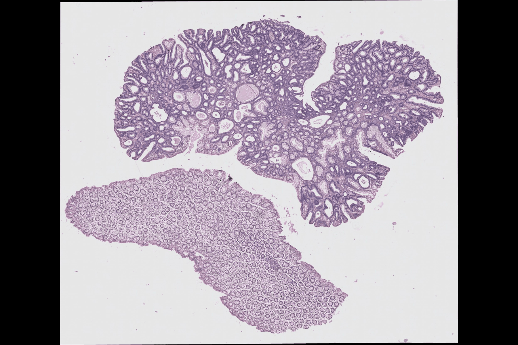 Human Intestine Whole Slide Image Viewer-uScopeHXII 40x (0.80NA ...