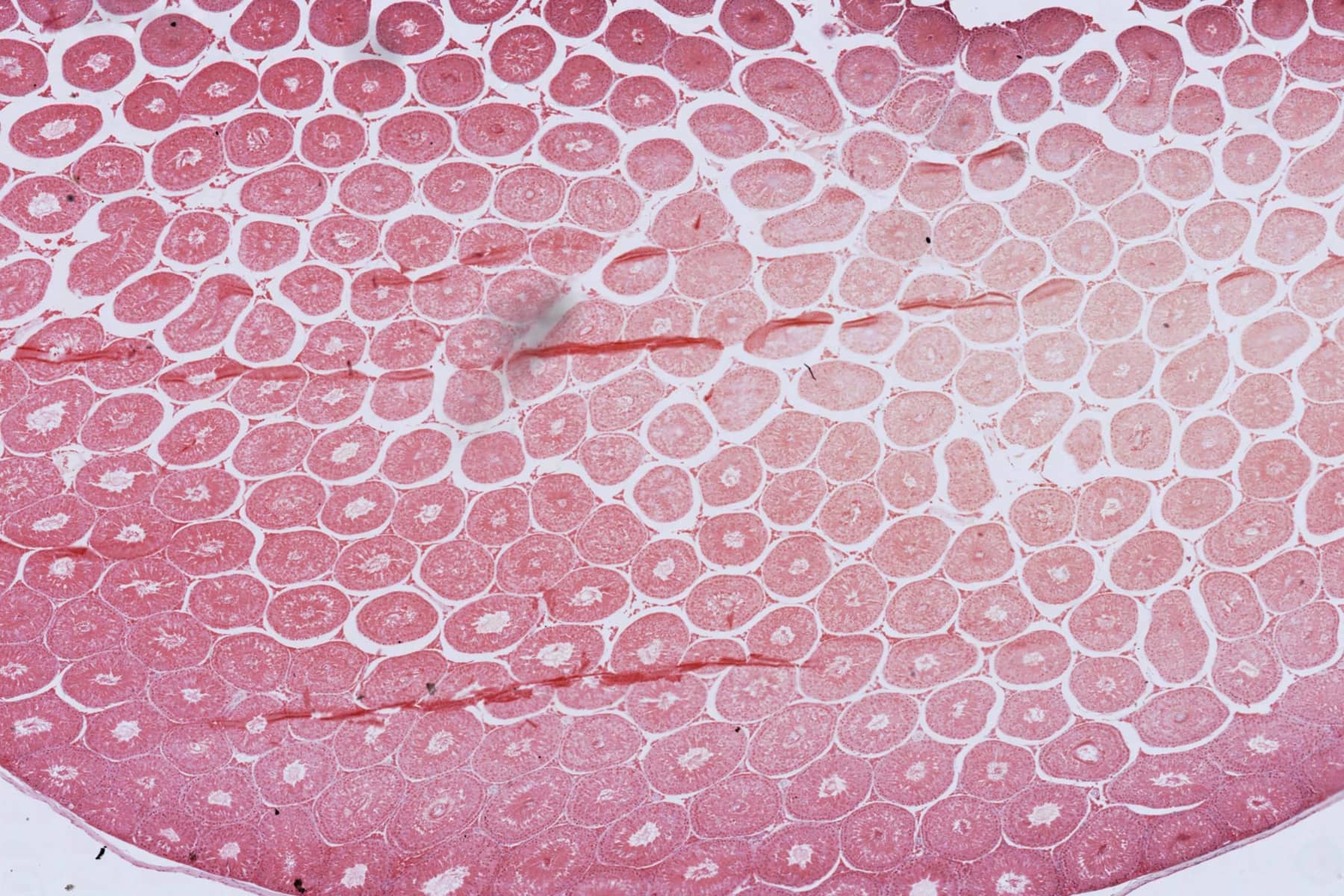 Rabbit Testis Whole Slide Image Viewer-uScopeHXII 40x (0.80NA ...