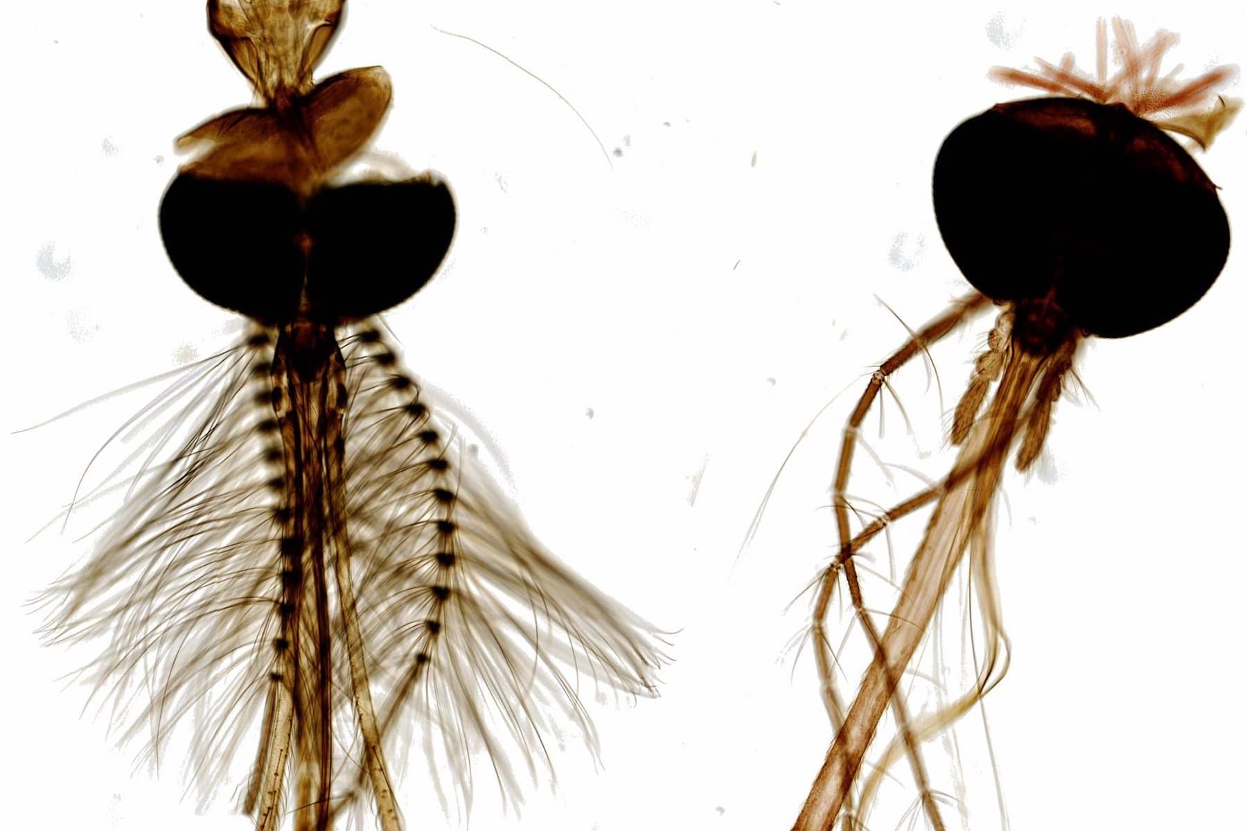 Mosquito Male and Female Heads Whole Slide Image Viewer-uScopeMXII 20x ...