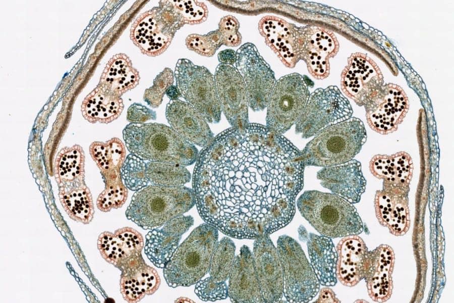 Flower (Dicot) CS Whole Slide Image Viewer-uScopeMXII 40x (0.65NA ...