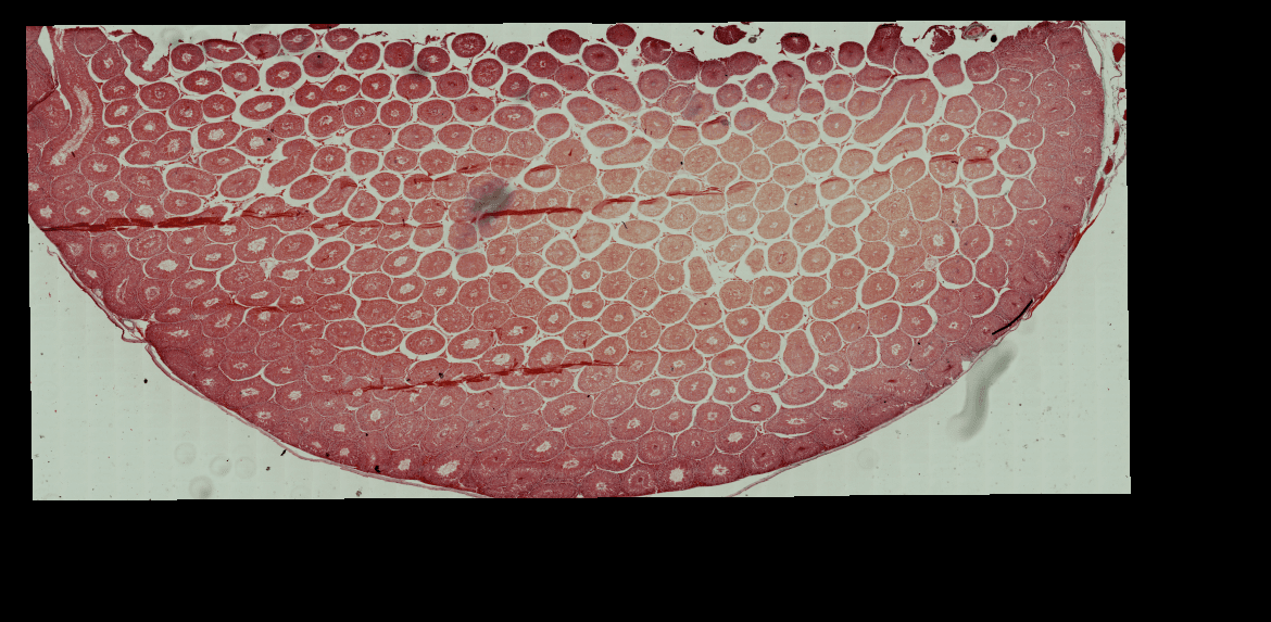 Rabbit Testis Whole Slide Image Viewer-uScopeMXII 40x (0.65NA ...